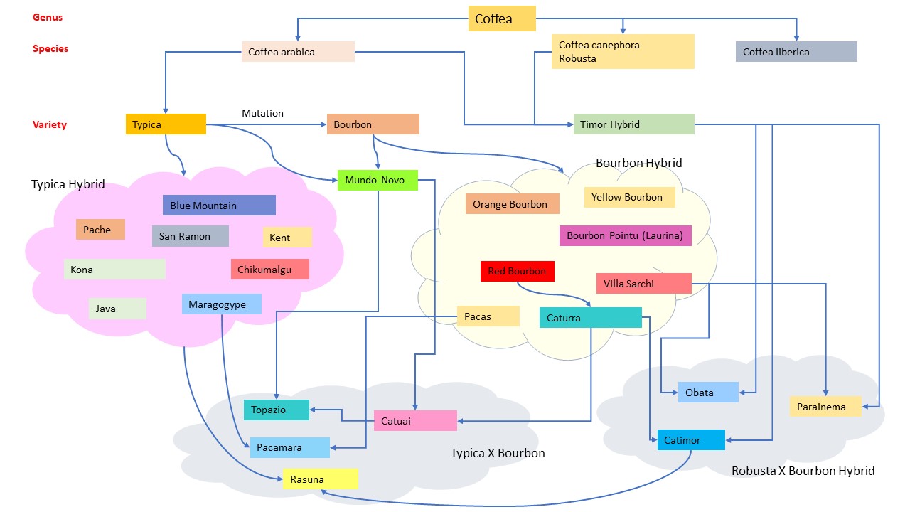 Coffee - A Fascinating Story - Foodtourist