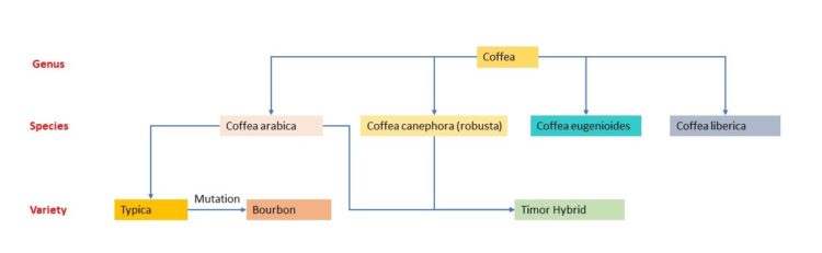 Coffee - A Fascinating Story - Foodtourist