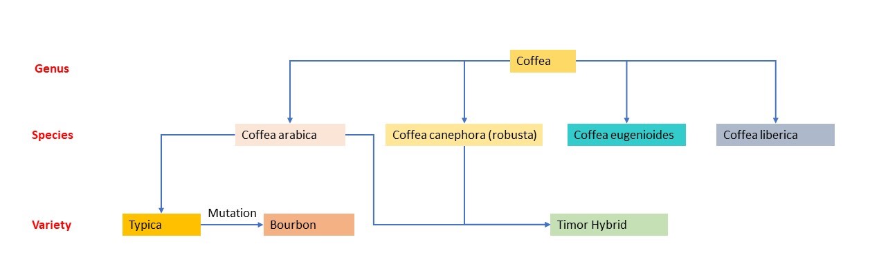 Coffee - A Fascinating Story - Foodtourist